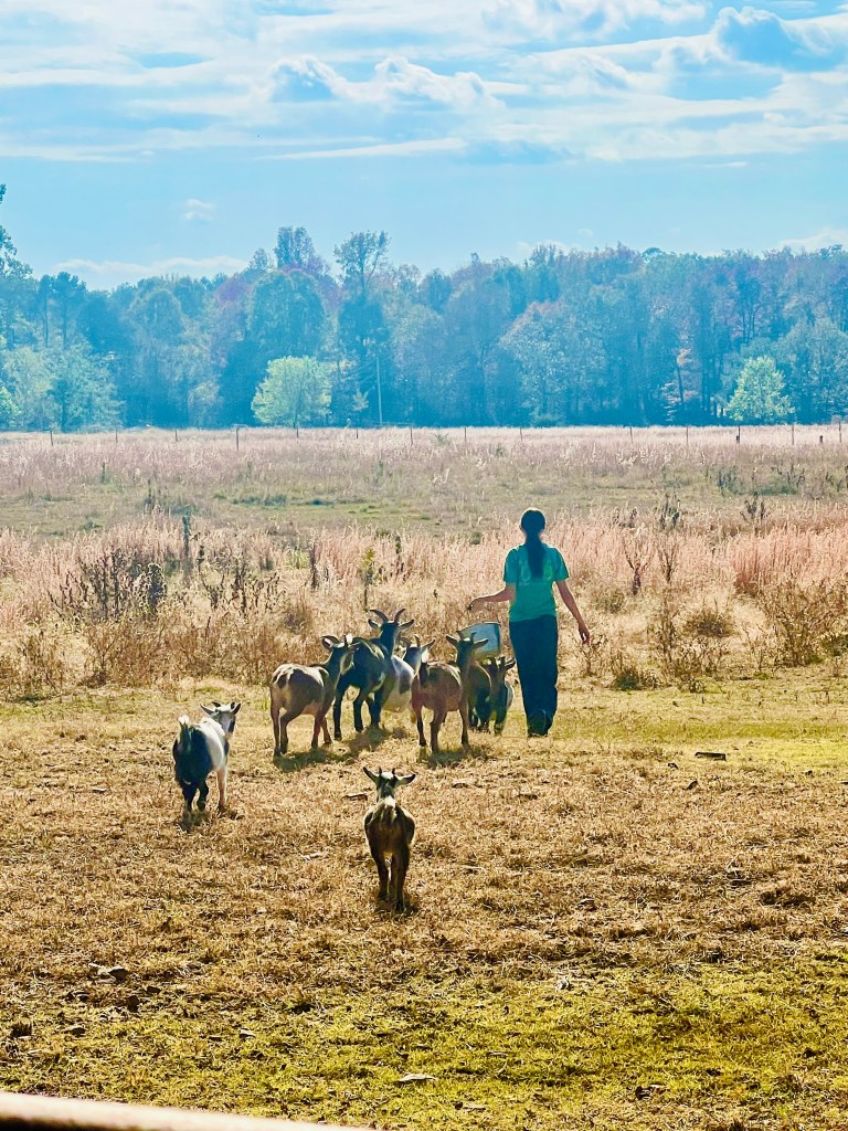 Welcome to our journey – Garner Family Farm